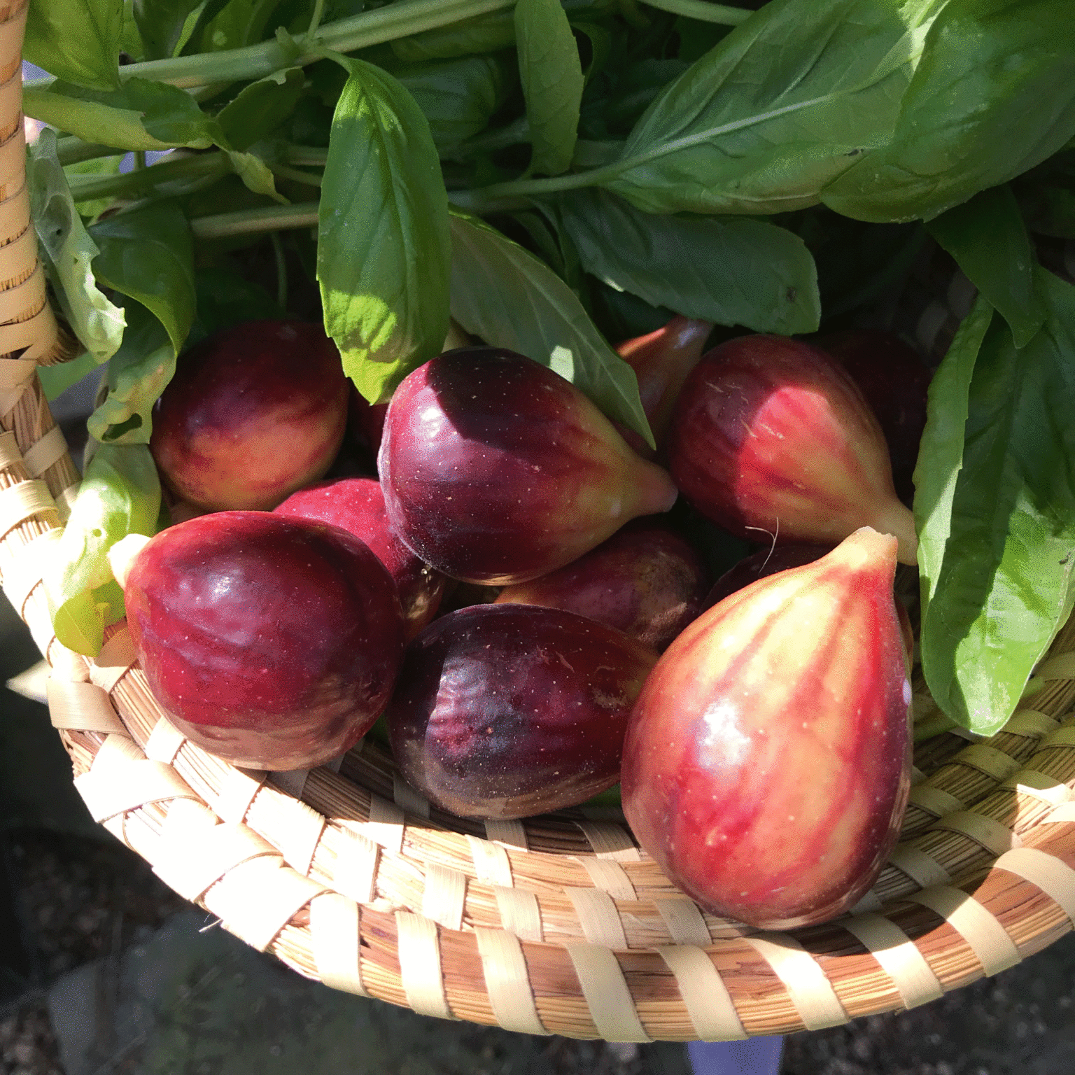 Figs from Garden in Delight | A Cook And Her Books