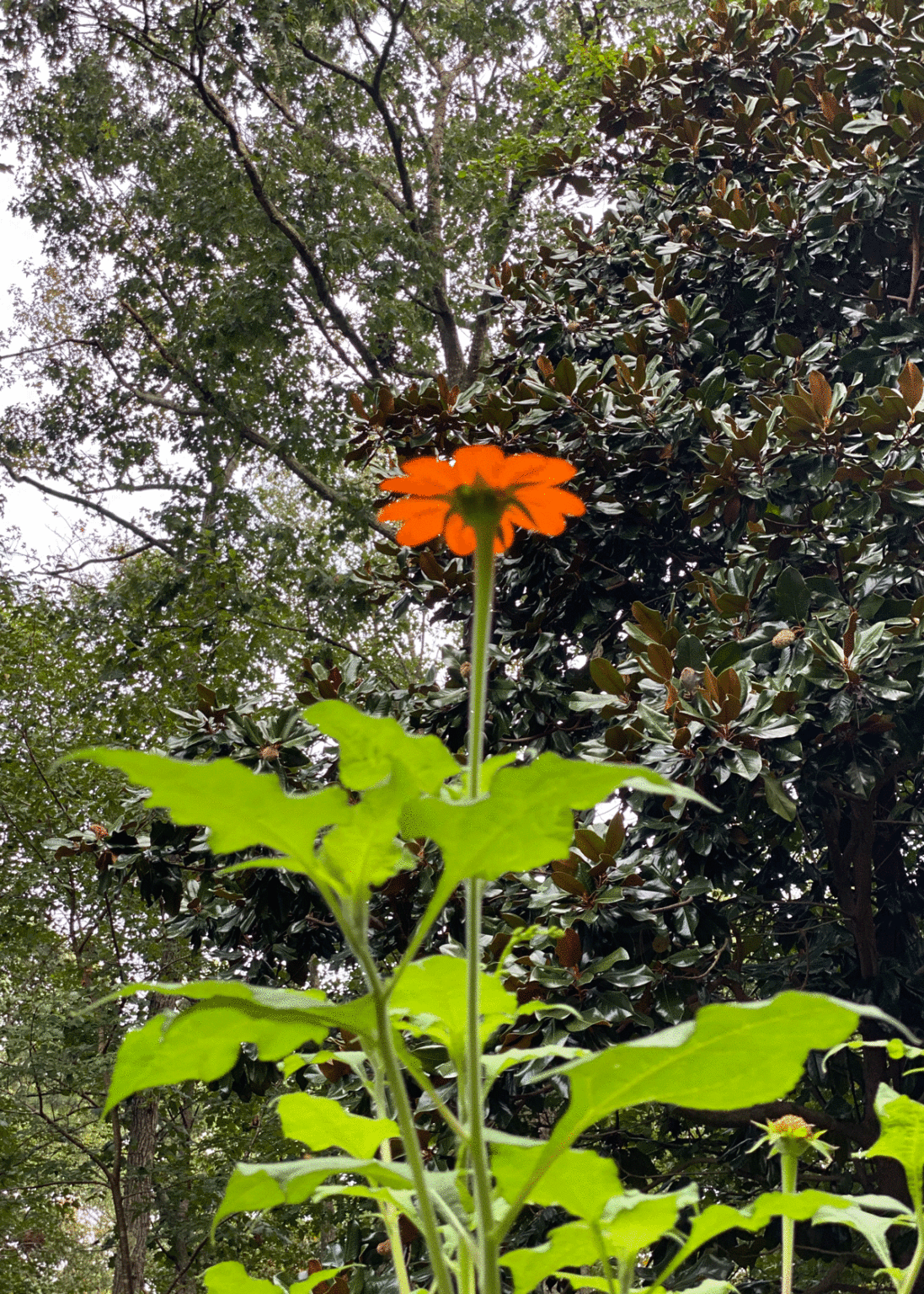 Grow Tithonia in Your Summer Garden | A Cook And Her Books