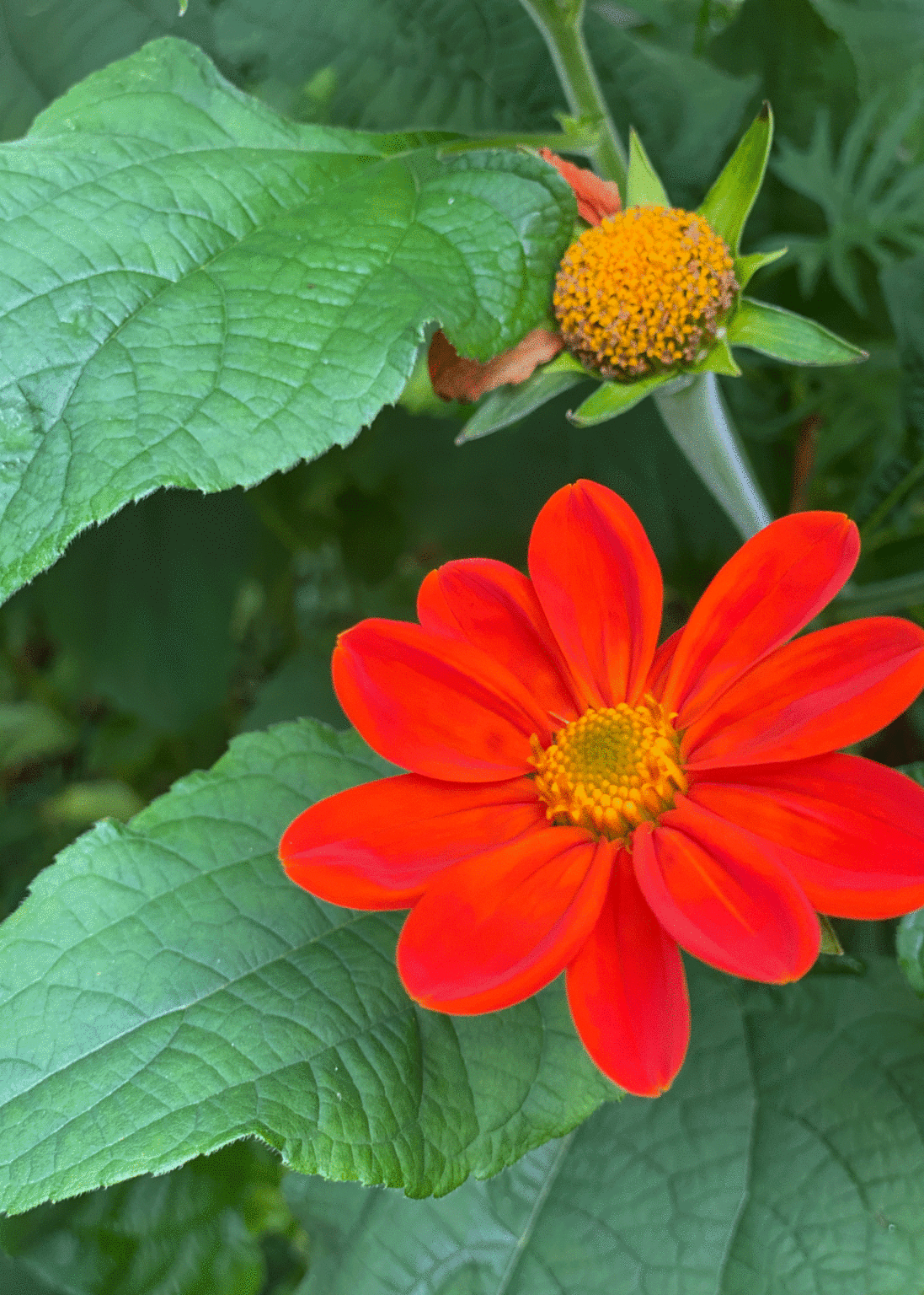 Grow Tithonia in Your Summer Garden | A Cook And Her Books