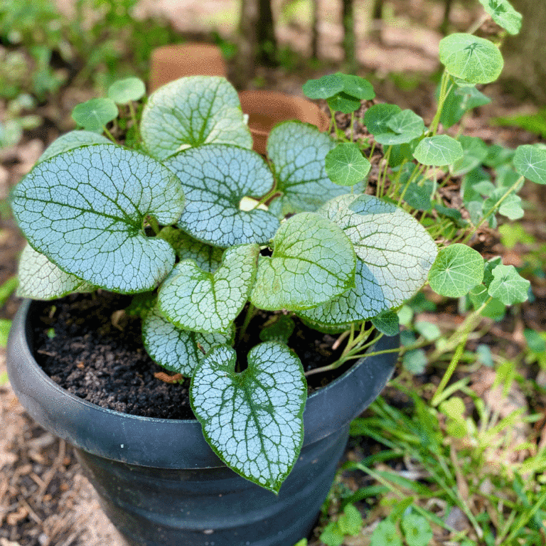 Growing Brunnera in My Garden | A Cook And Her Books