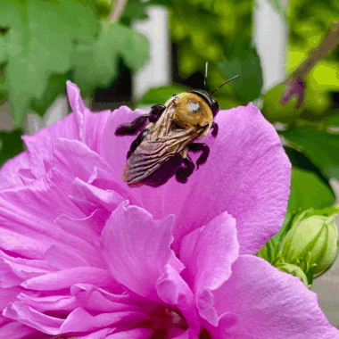 Great Southeast Pollinator Census 2026 Dates | A Cook And Her Books